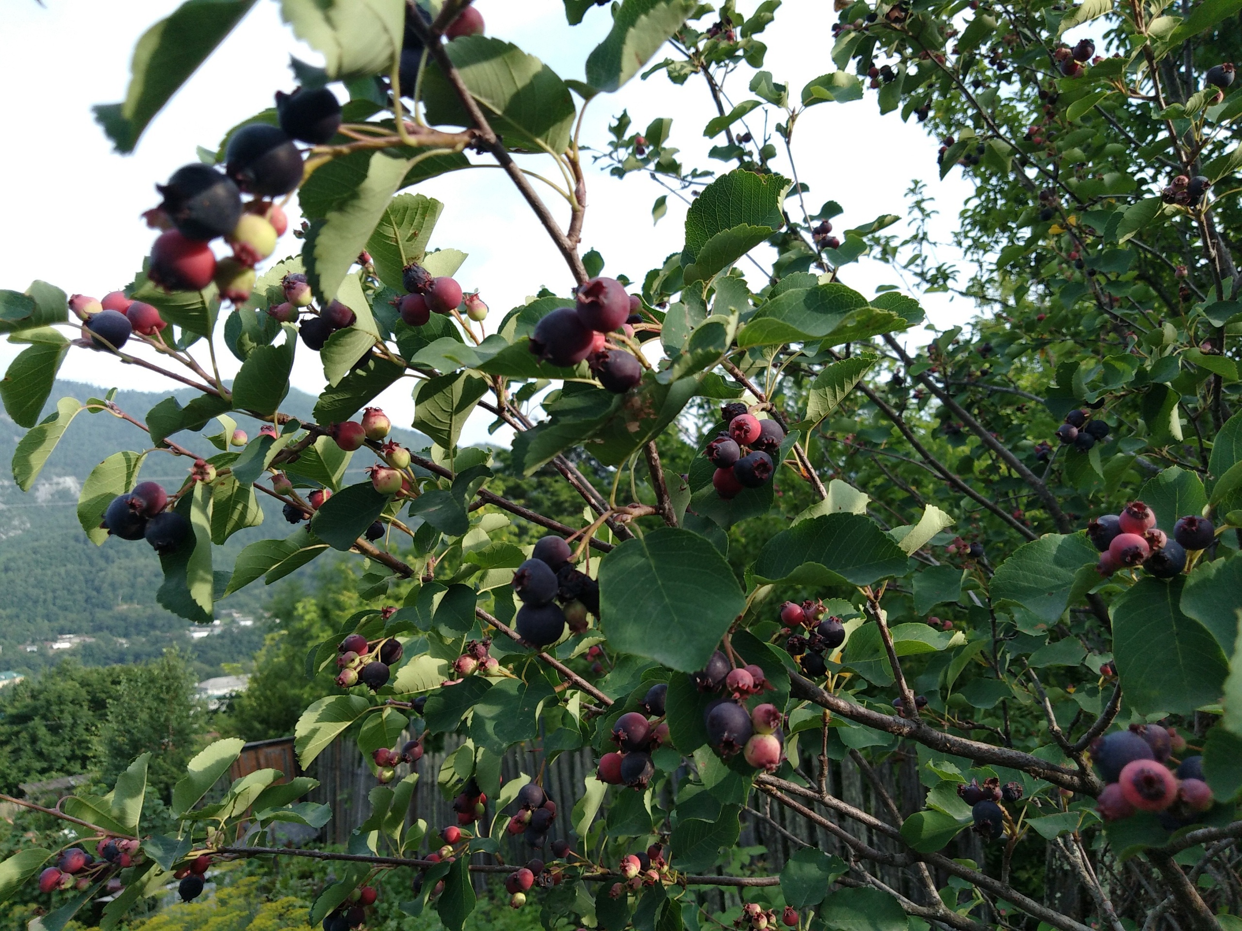 Что читаете на этой неделе? (24 - 30 июля)